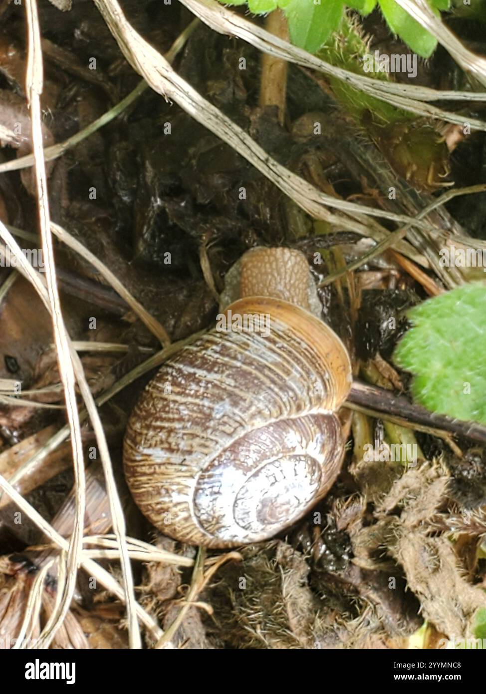 Oregon forestsnail (Allogona townsendiana Stock Photo - Alamy
