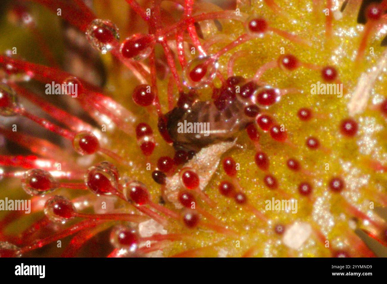 Pink Sundew (Drosera capillaris Stock Photo - Alamy