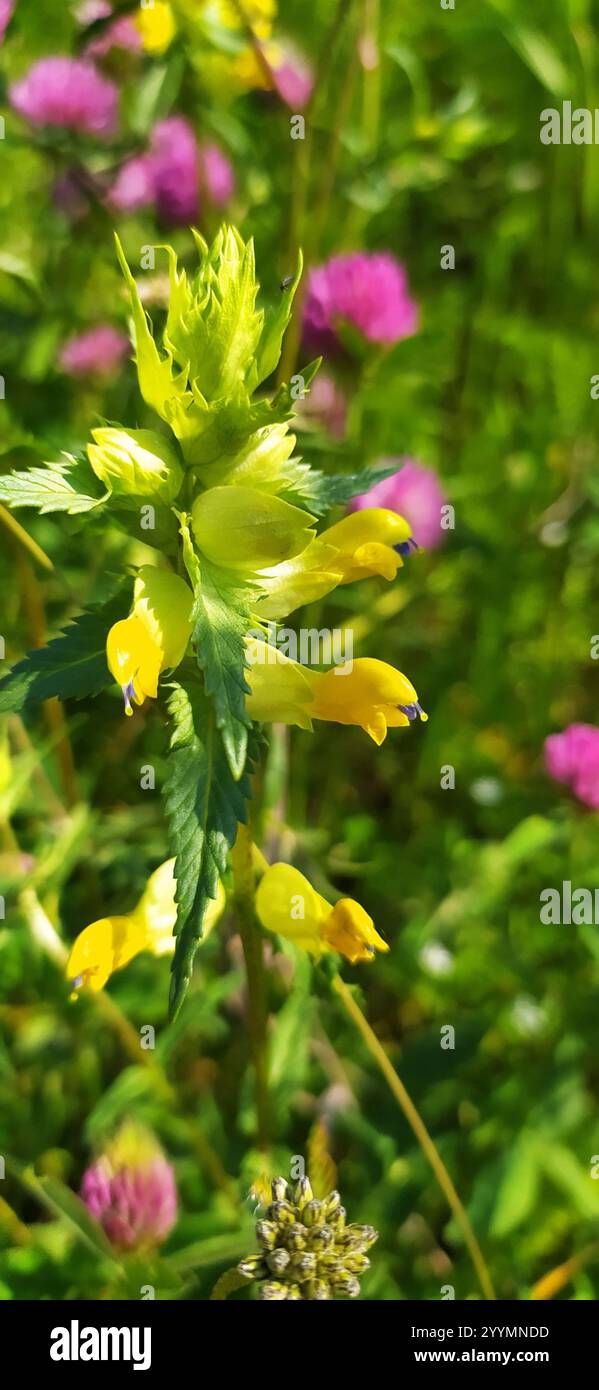 Greater Yellow-rattle (Rhinanthus serotinus Stock Photo - Alamy