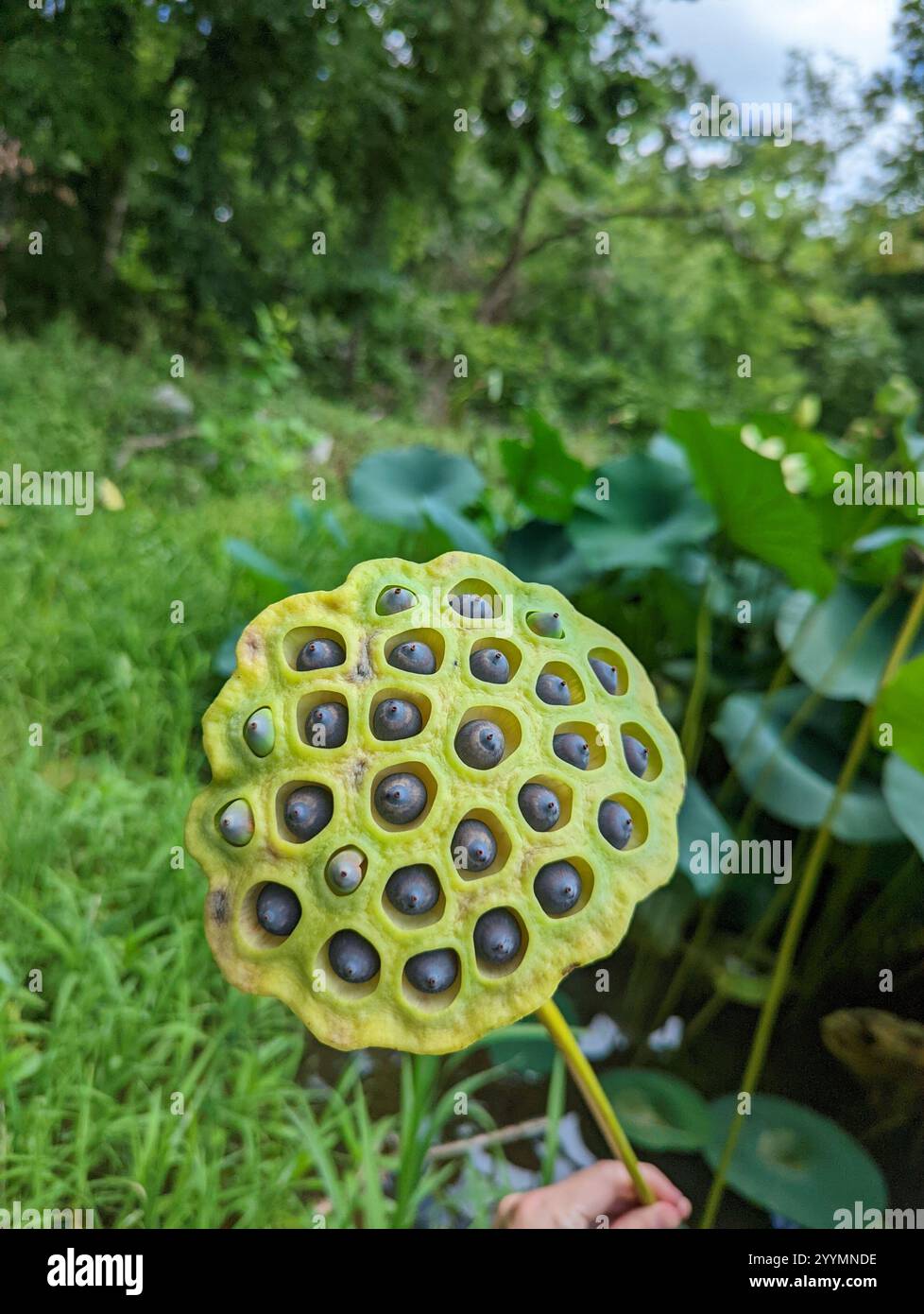 American lotus (Nelumbo lutea Stock Photo - Alamy