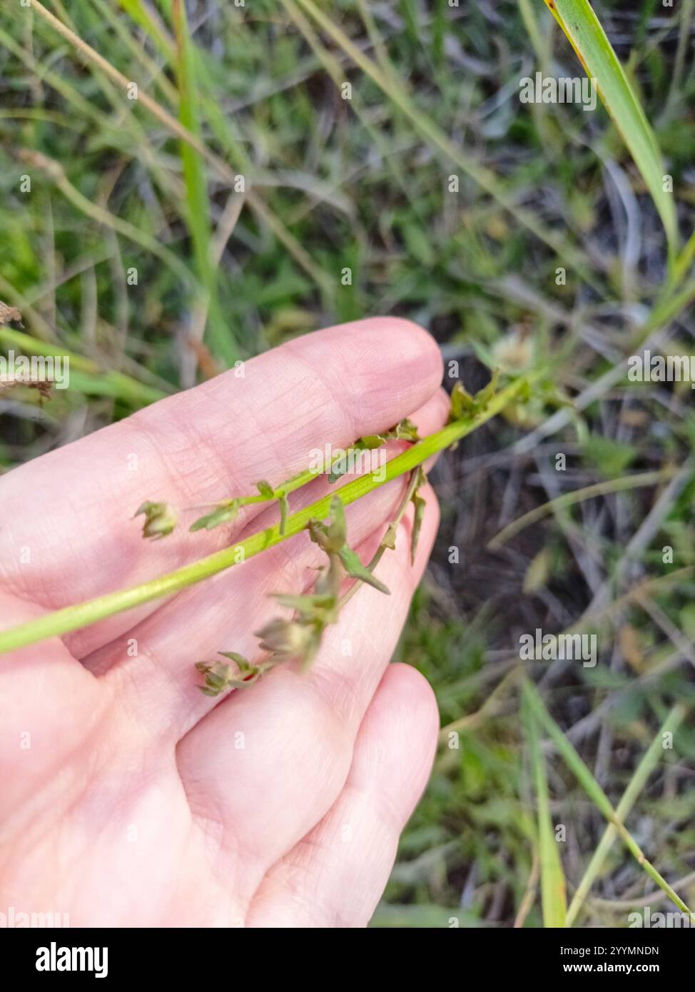 Sheep's-bit (Jasione montana Stock Photo - Alamy
