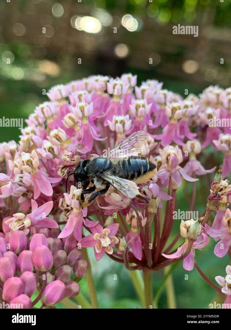 Unarmed Leafcutter Bee (Megachile inermis Stock Photo - Alamy