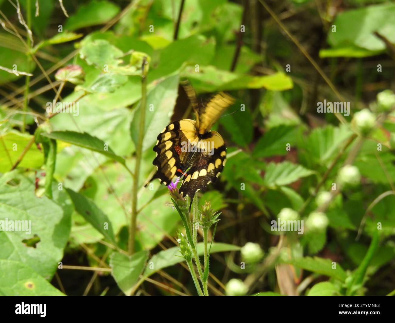 Eastern Giant Swallowtail (Heraclides cresphontes Stock Photo - Alamy
