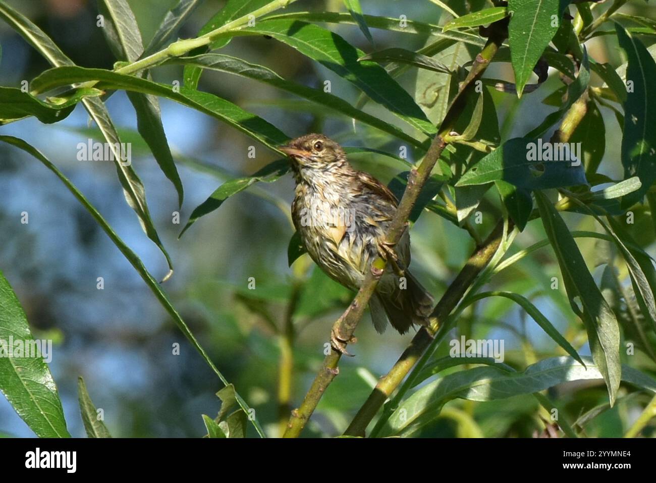 Perching Birds (Passeriformes Stock Photo - Alamy