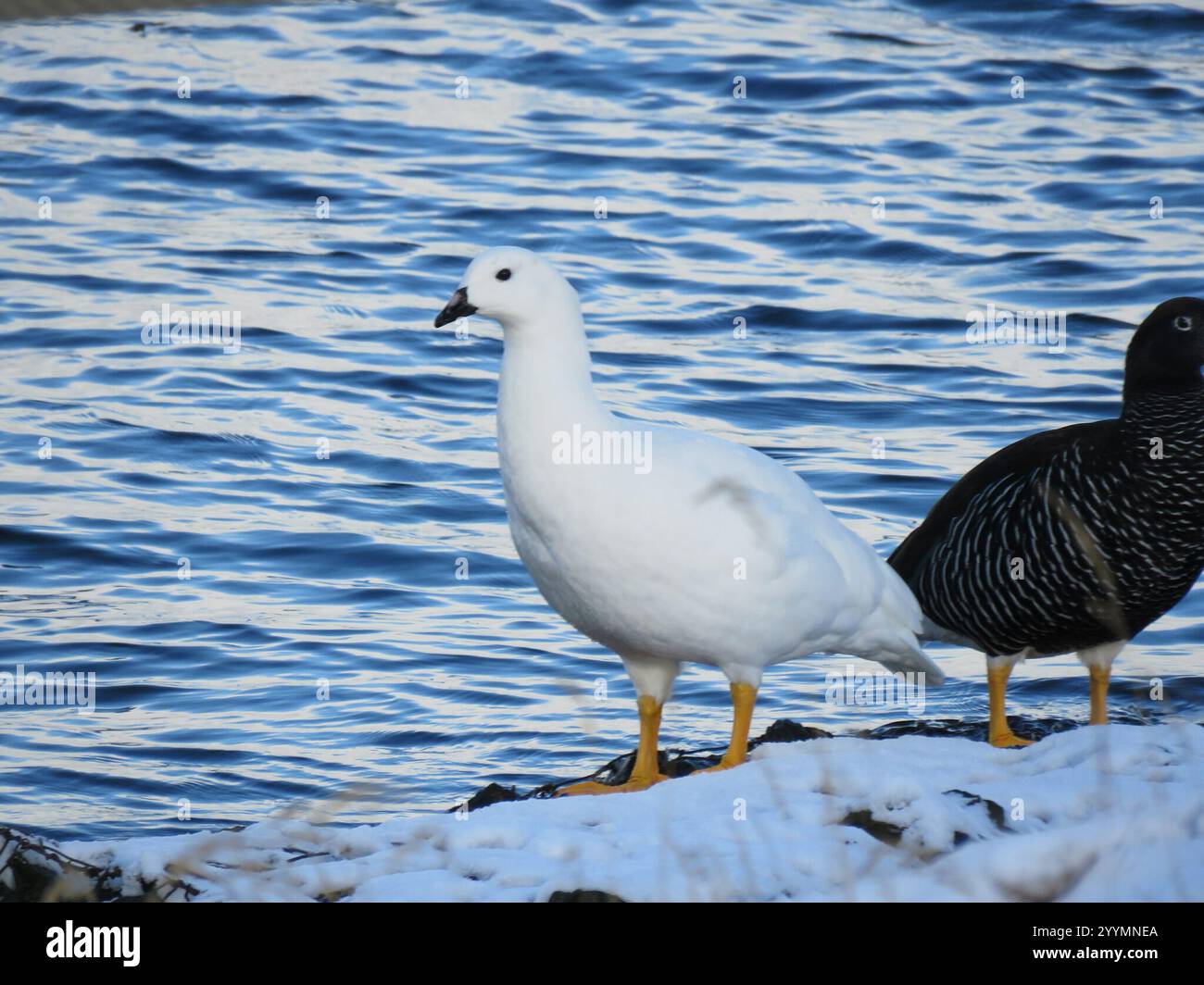 Kelp Goose (Chloephaga hybrida Stock Photo - Alamy