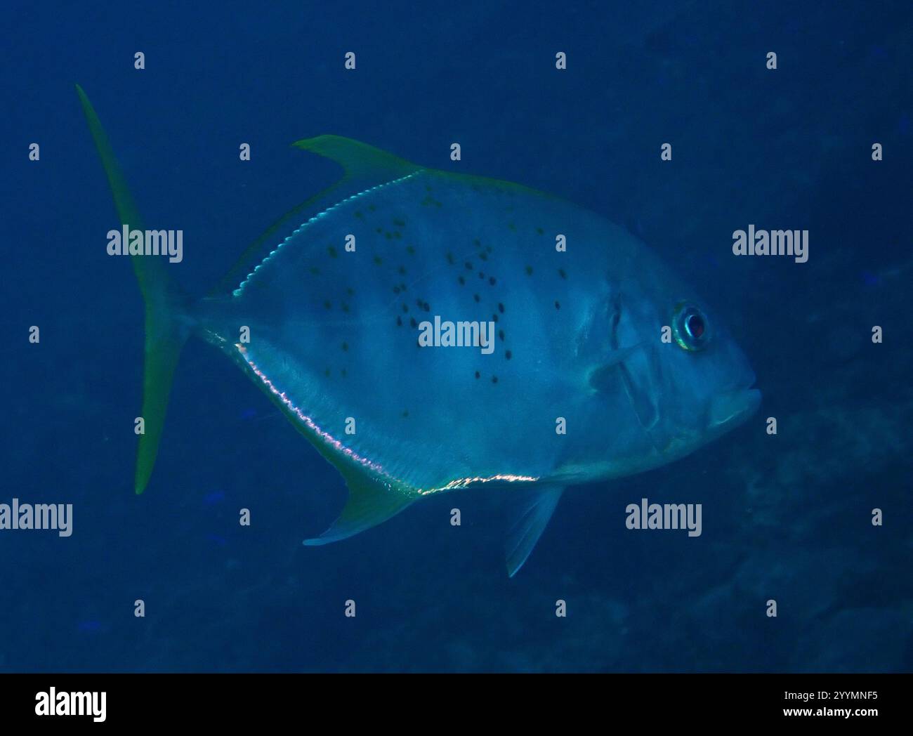Yellow Spotted Trevally (Turrum fulvoguttatum Stock Photo - Alamy