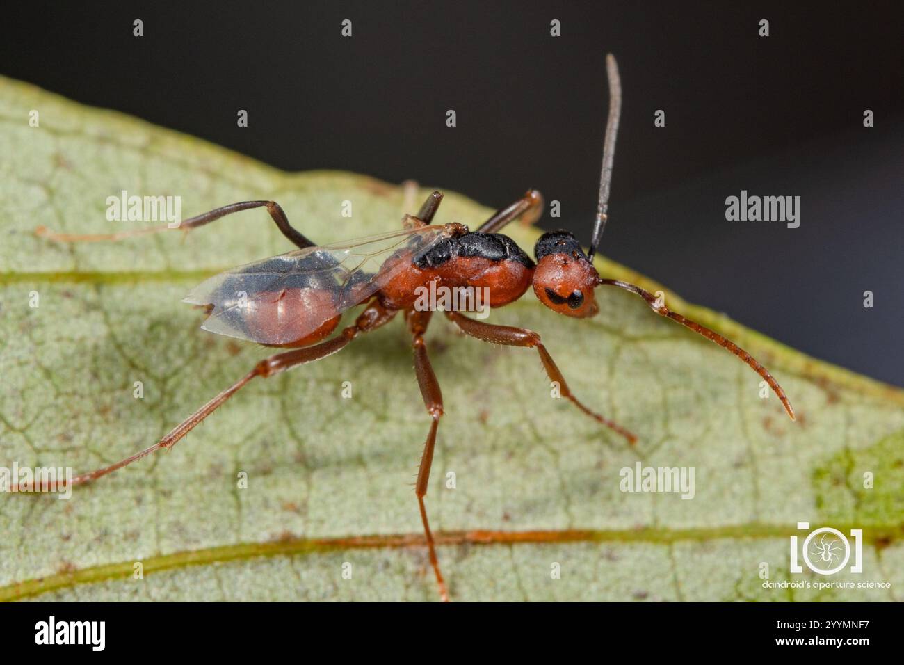 Long-horned Amazon Ant (Polyergus longicornis Stock Photo - Alamy