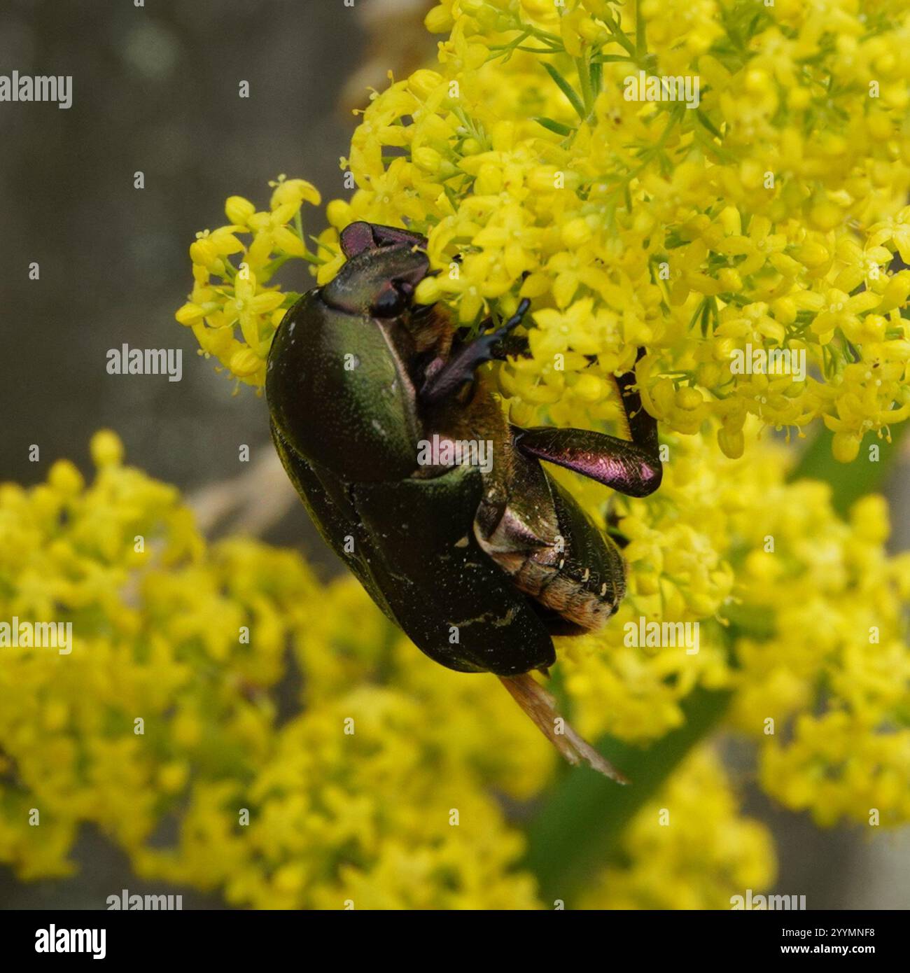 Copper Chafer (Protaetia cuprea Stock Photo - Alamy