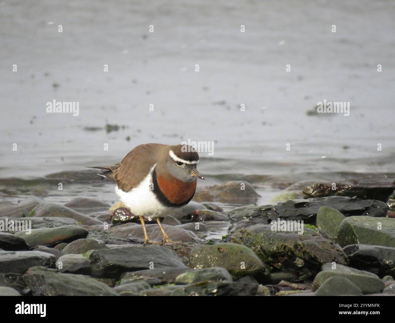 Rufous-chested Dotterel (Zonibyx modestus Stock Photo - Alamy