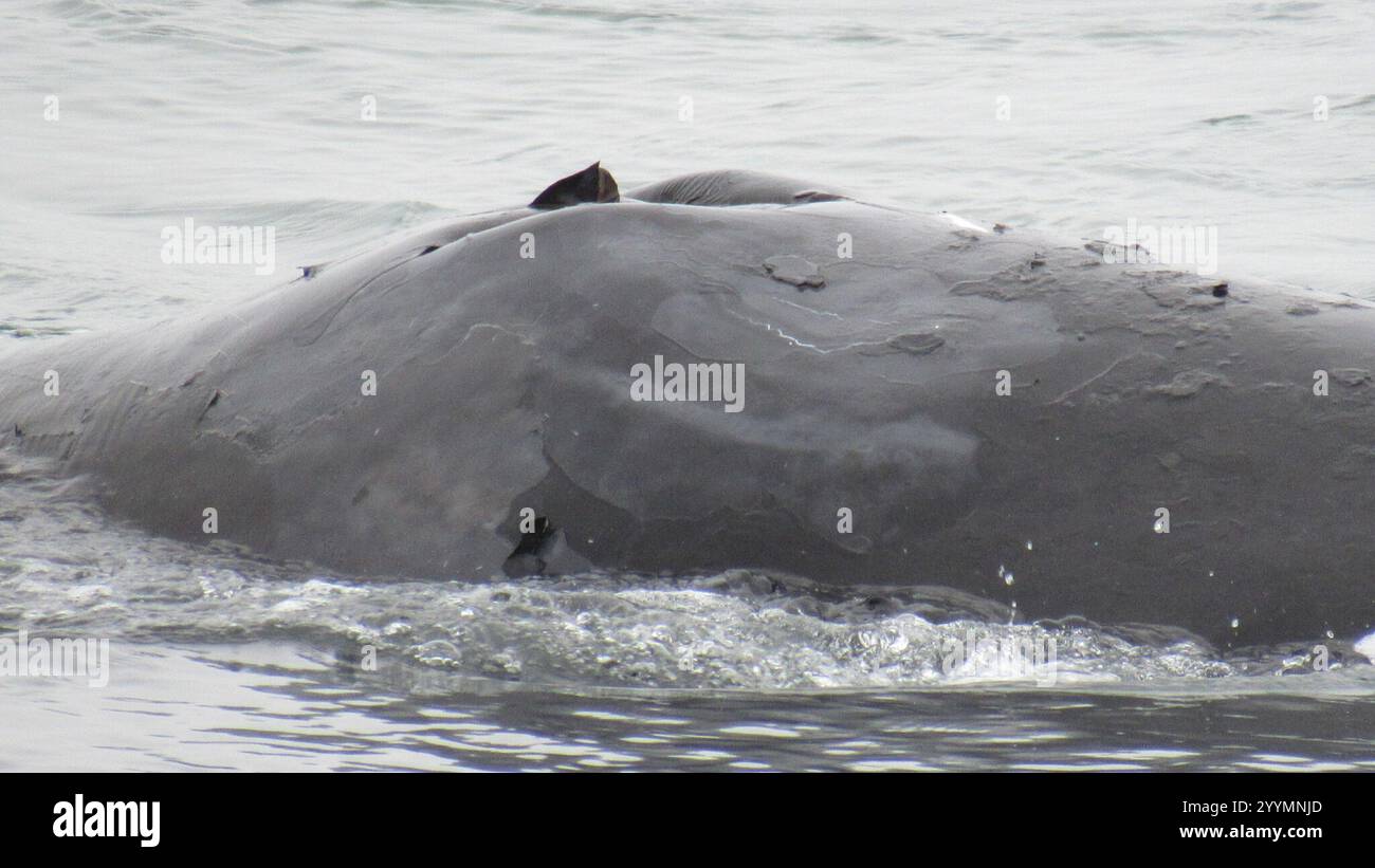 Bowhead Whale (Balaena mysticetus Stock Photo - Alamy