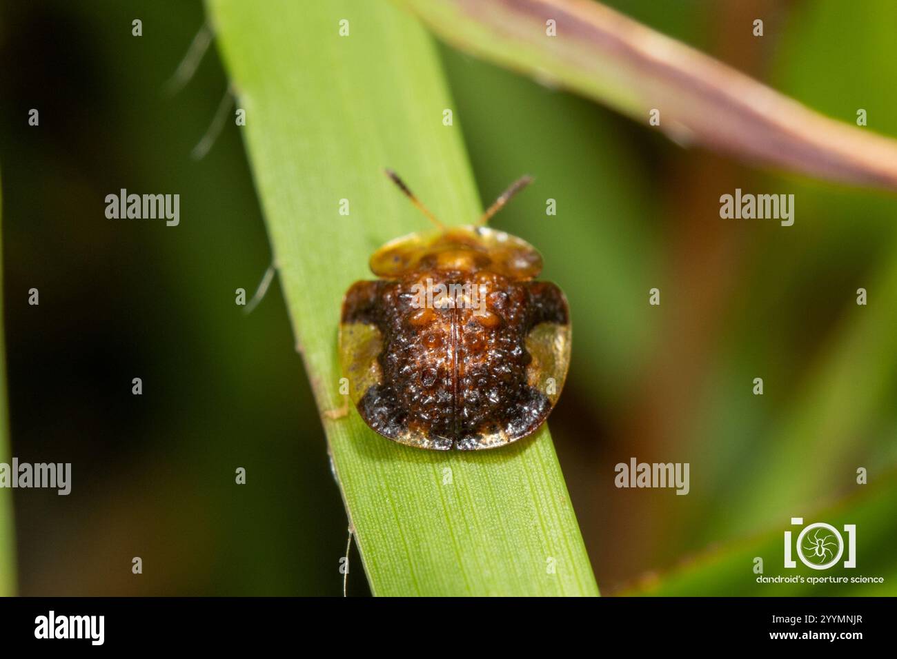 Clavate hi-res stock photography and images - Alamy