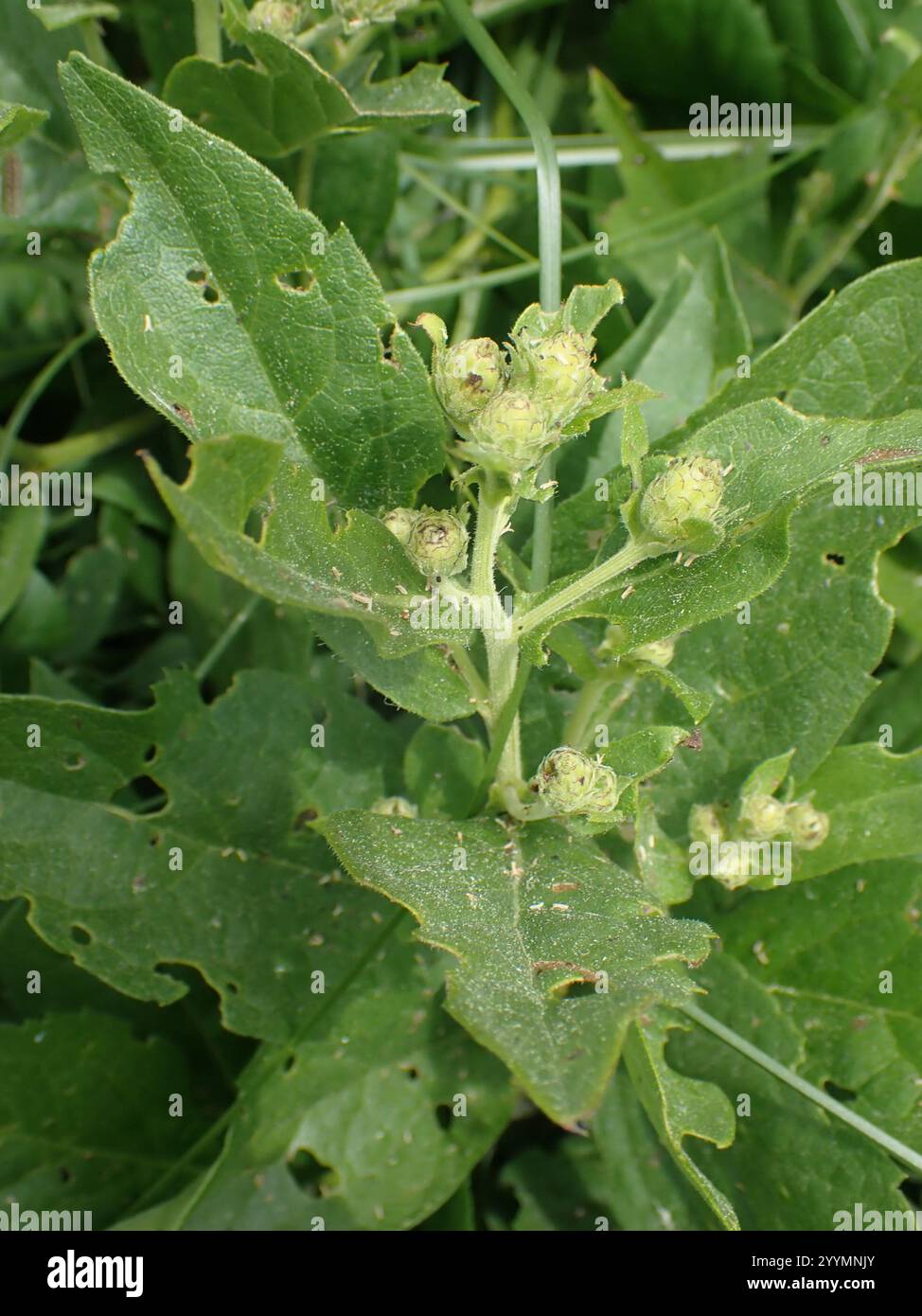 Showy Aster (Eurybia conspicua Stock Photo - Alamy