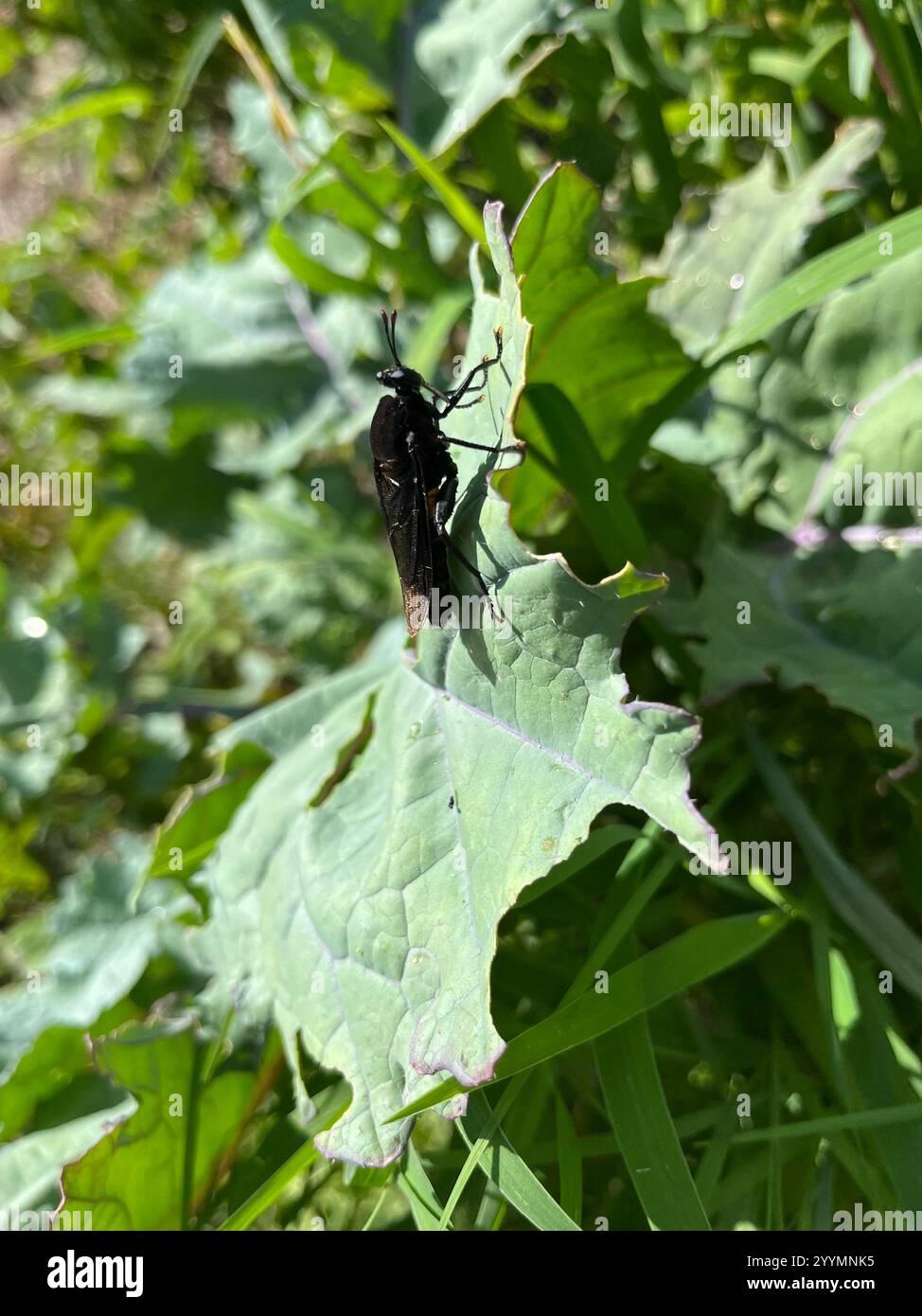 Clubbed Mydas Fly (Mydas clavatus Stock Photo - Alamy