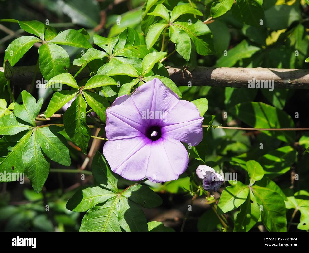 Mile-a-minute vine (Ipomoea cairica Stock Photo - Alamy