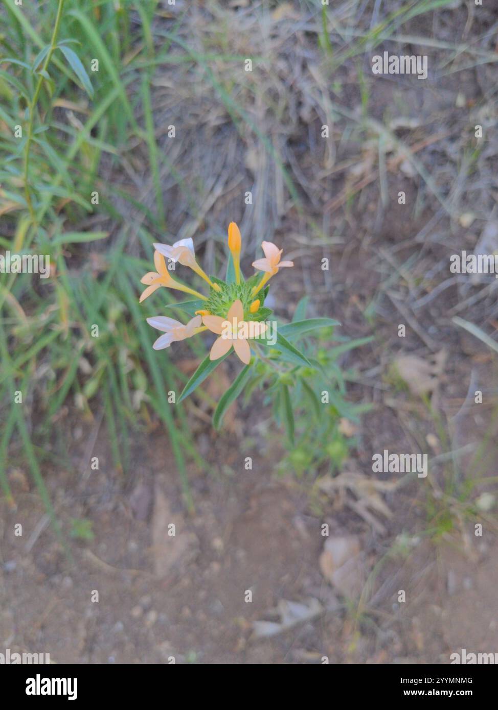 grand collomia (Collomia grandiflora Stock Photo - Alamy