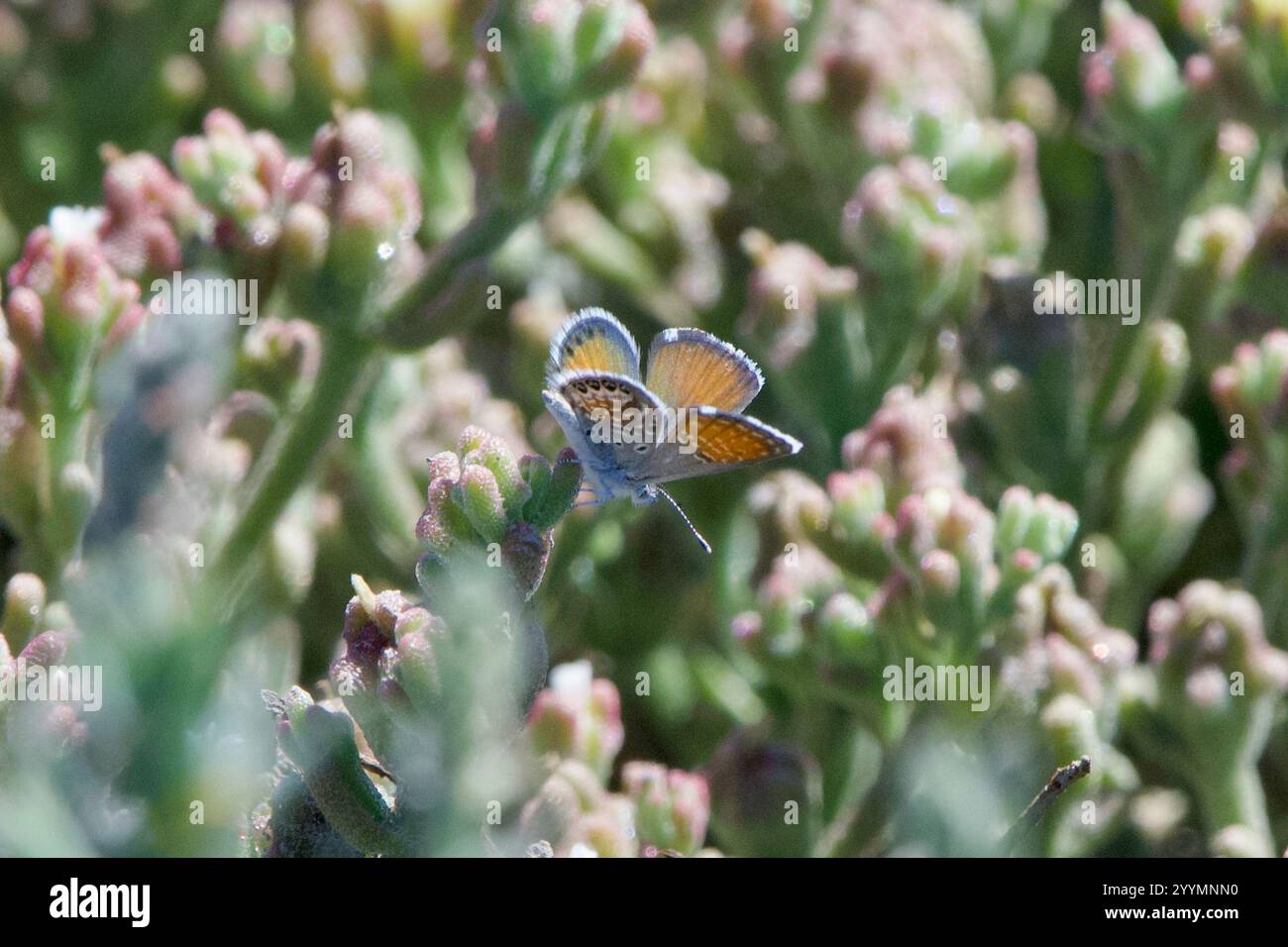 Western Pygmy-Blue (Brephidium exilis Stock Photo - Alamy