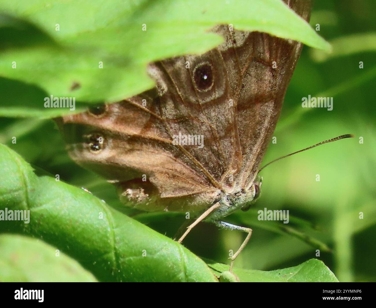 Northern Pearly-eye (Lethe anthedon Stock Photo - Alamy