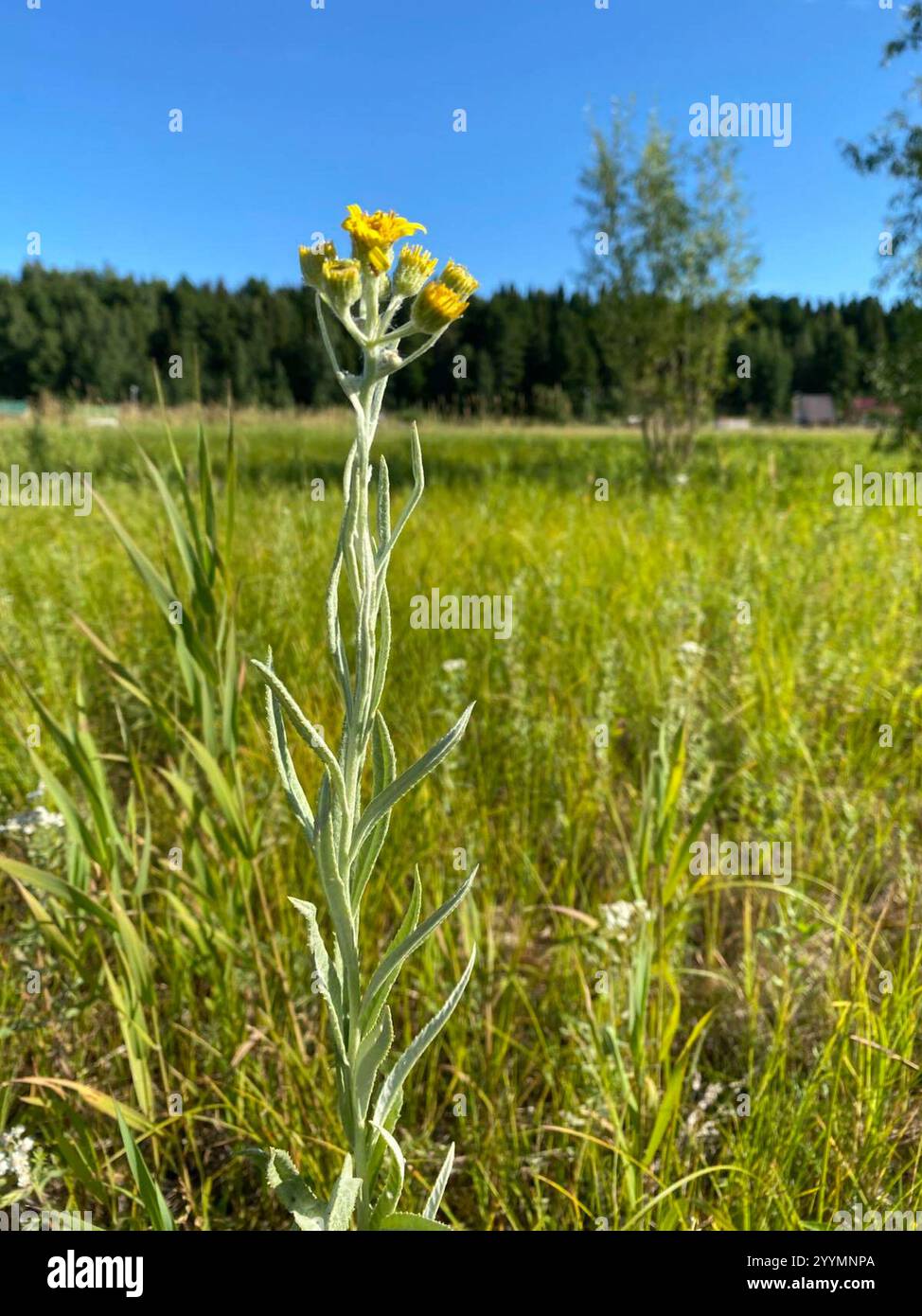 fen ragwort (Jacobaea paludosa Stock Photo - Alamy