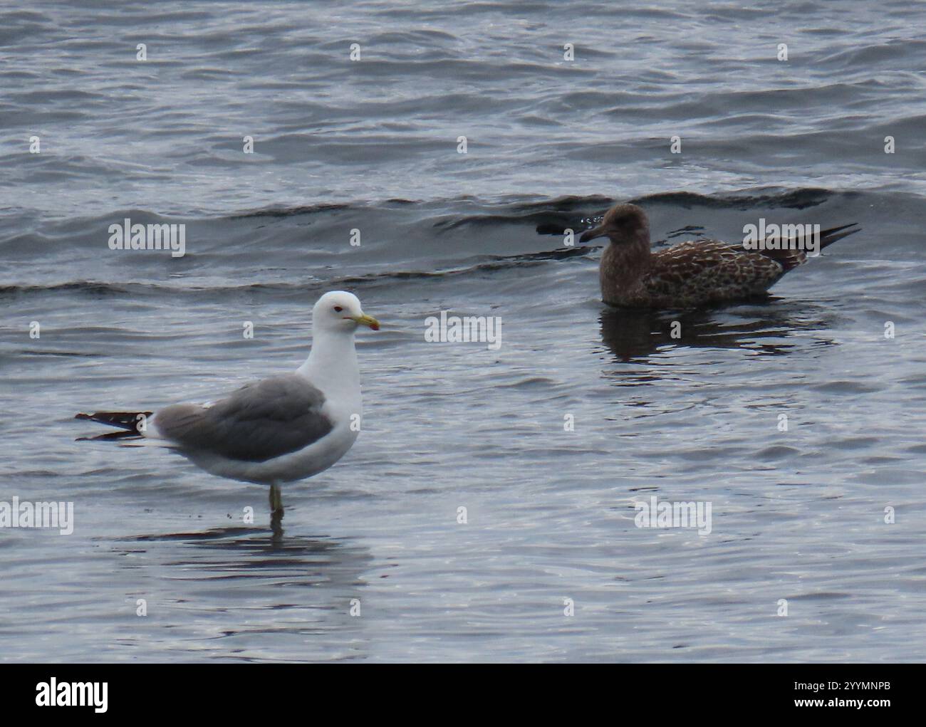 California Gull (Larus californicus Stock Photo - Alamy