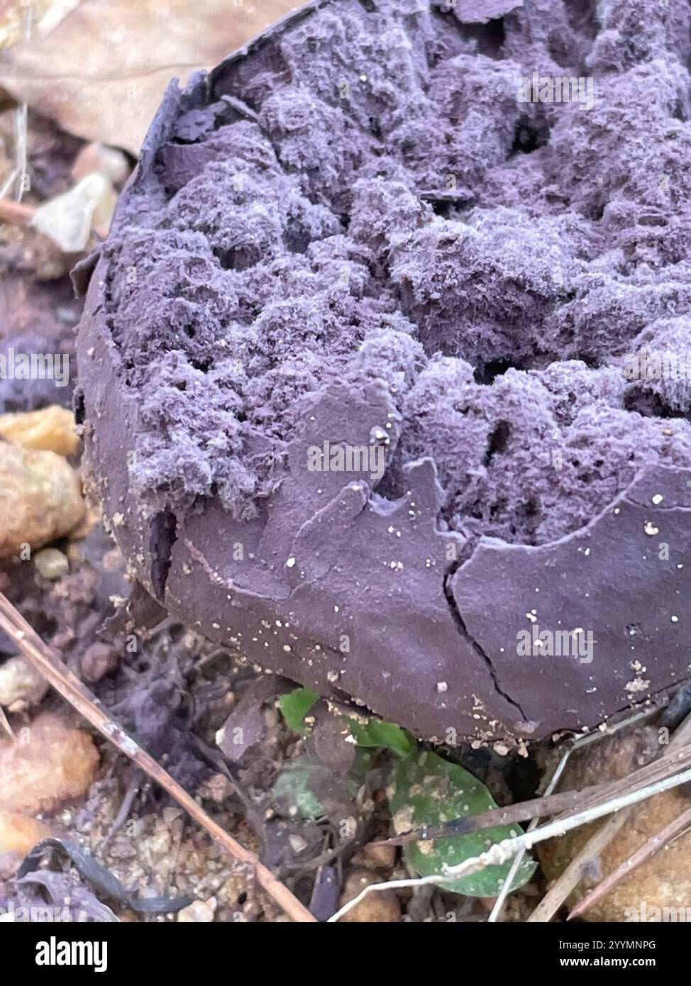 Purple spored hi-res stock photography and images - Alamy