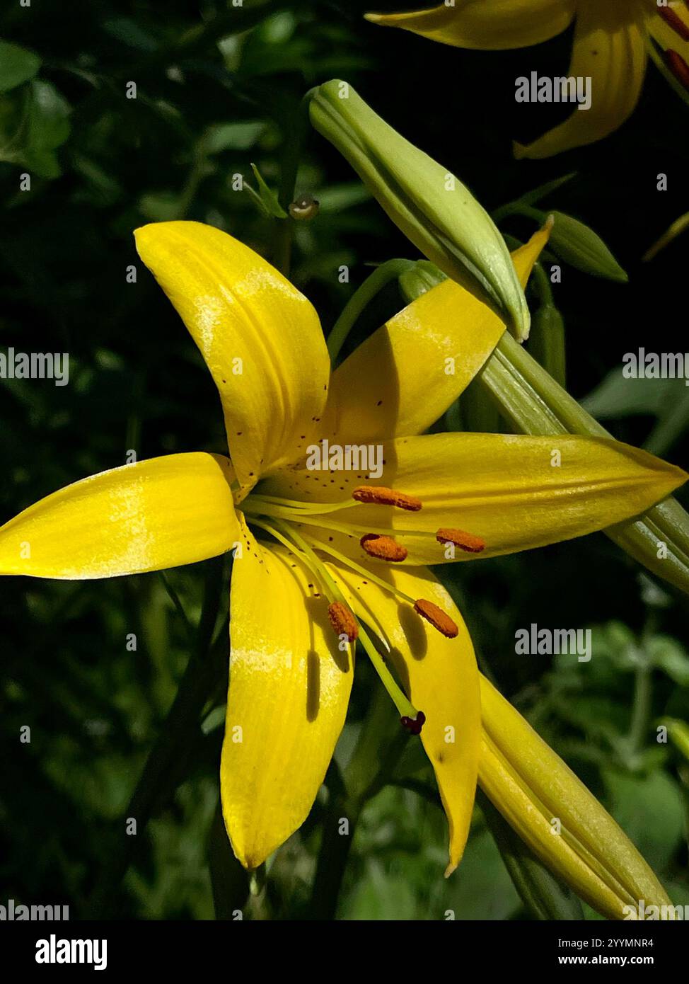 lemon lily (Lilium parryi Stock Photo - Alamy