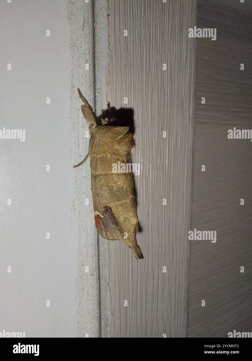 Sigmoid Prominent (Clostera albosigma Stock Photo - Alamy