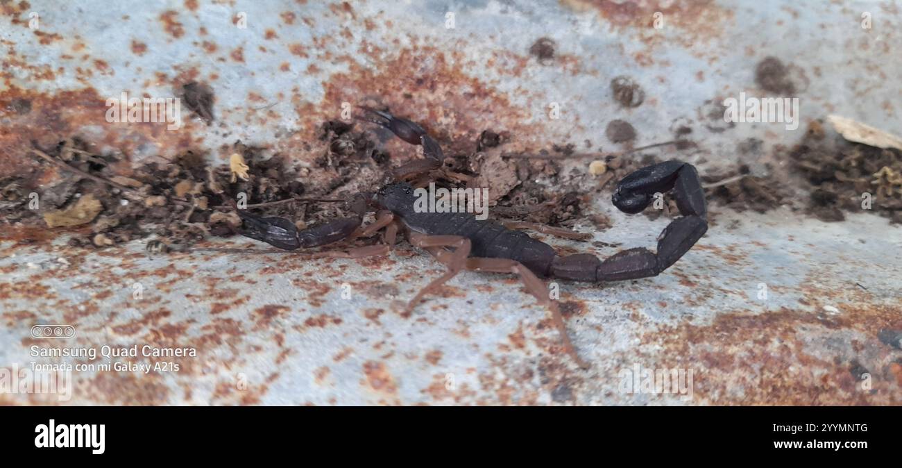 Slender Brown Scorpion (Centruroides gracilis Stock Photo - Alamy