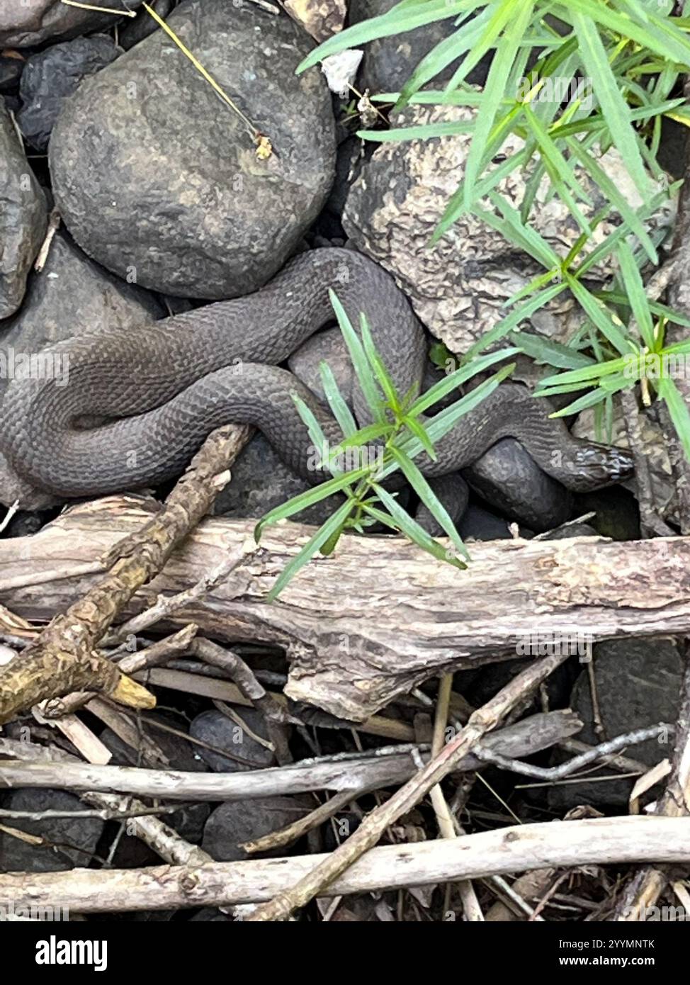 Northern Watersnake (Nerodia sipedon sipedon Stock Photo - Alamy