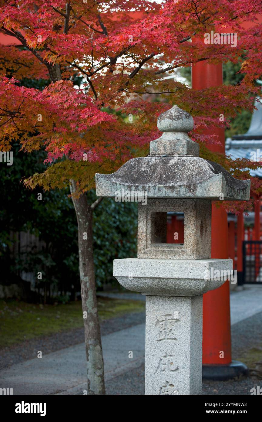 Bright red autumn maple trees highlight Tenryuji Hachimangu Shinto ...