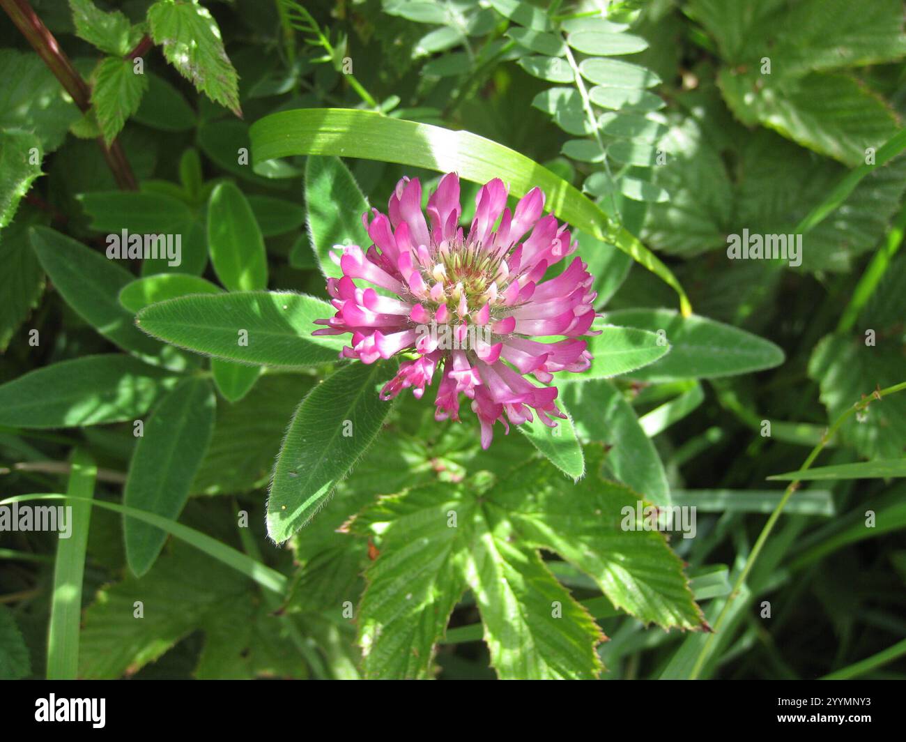 Zigzag Clover (Trifolium medium Stock Photo - Alamy