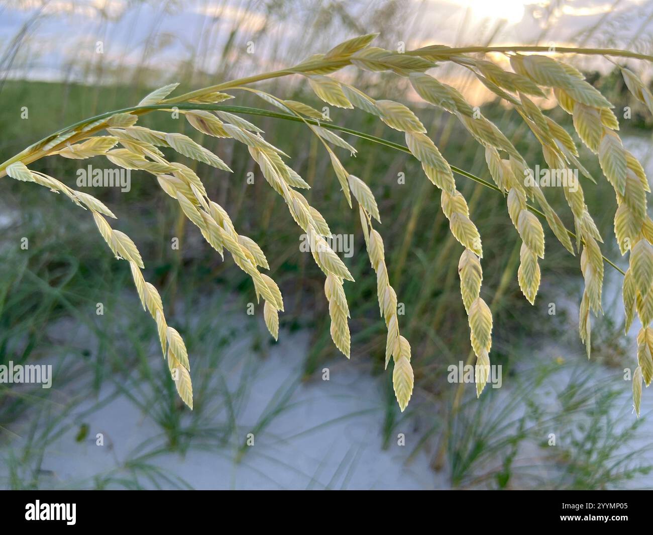sea oats (Uniola paniculata Stock Photo - Alamy