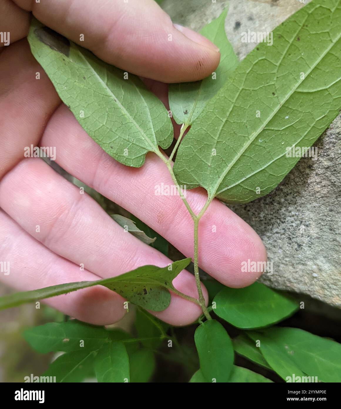 Virginia snakeroot (Aristolochia serpentaria Stock Photo - Alamy