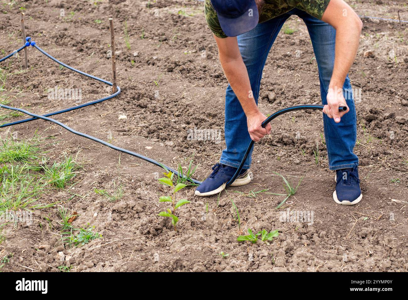A man straightens a HDPE pipe for installing drip irrigation in the ...