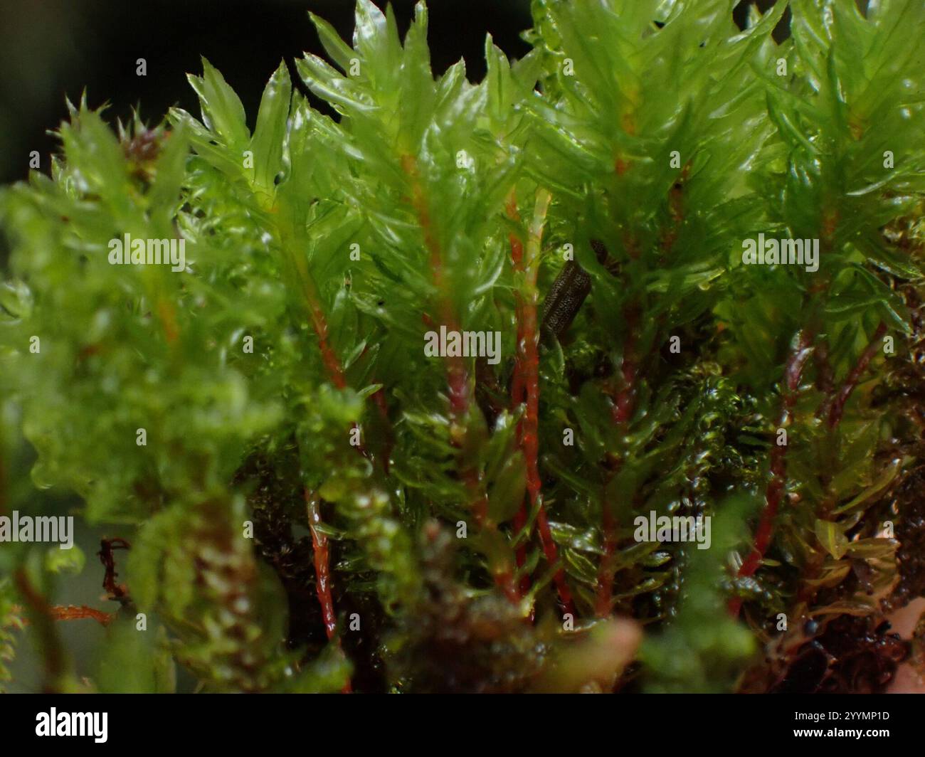 Large Hair Moss (Oligotrichum parallelum Stock Photo - Alamy