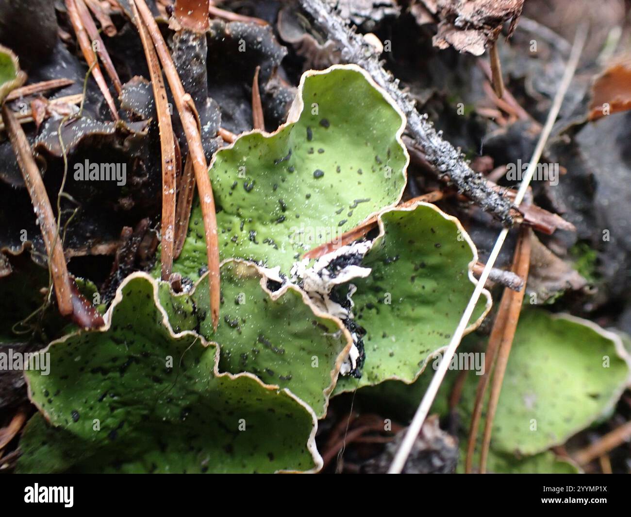 freckled pelt lichen (Peltigera aphthosa Stock Photo - Alamy