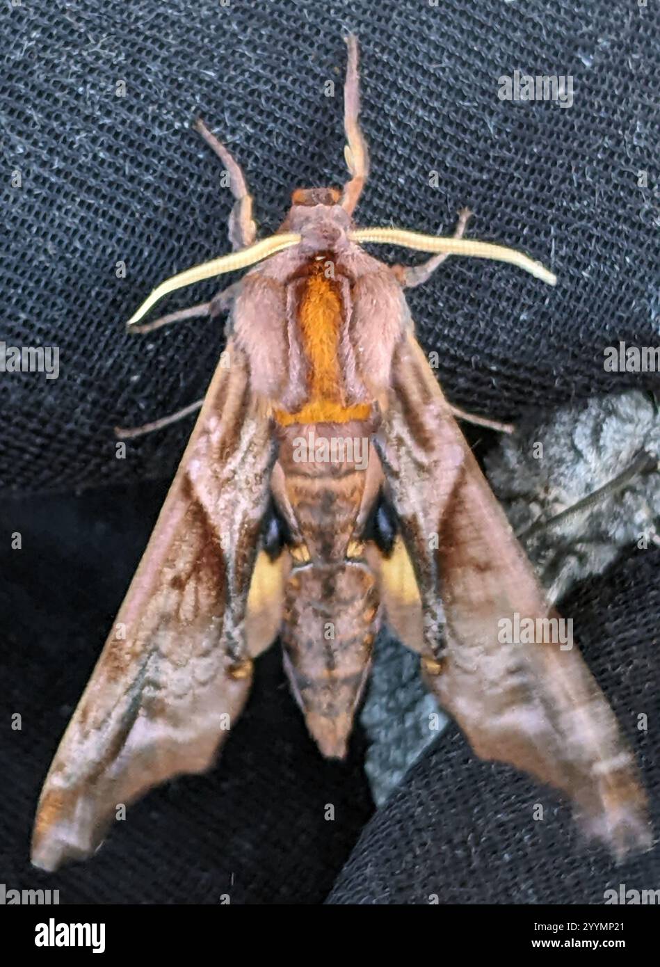 Small-eyed Sphinx (Paonias myops Stock Photo - Alamy