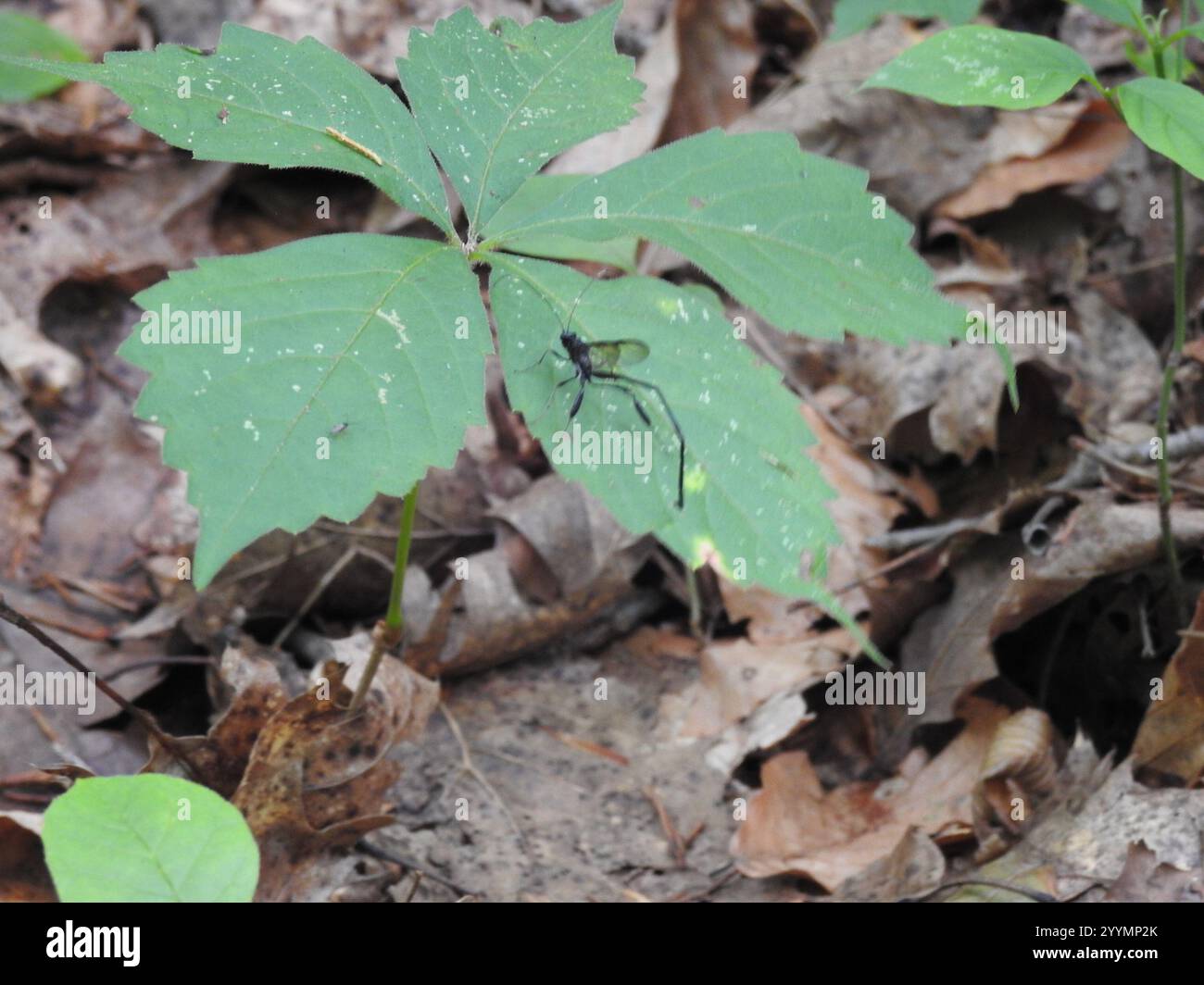 American Pelecinid Wasp (Pelecinus polyturator Stock Photo - Alamy
