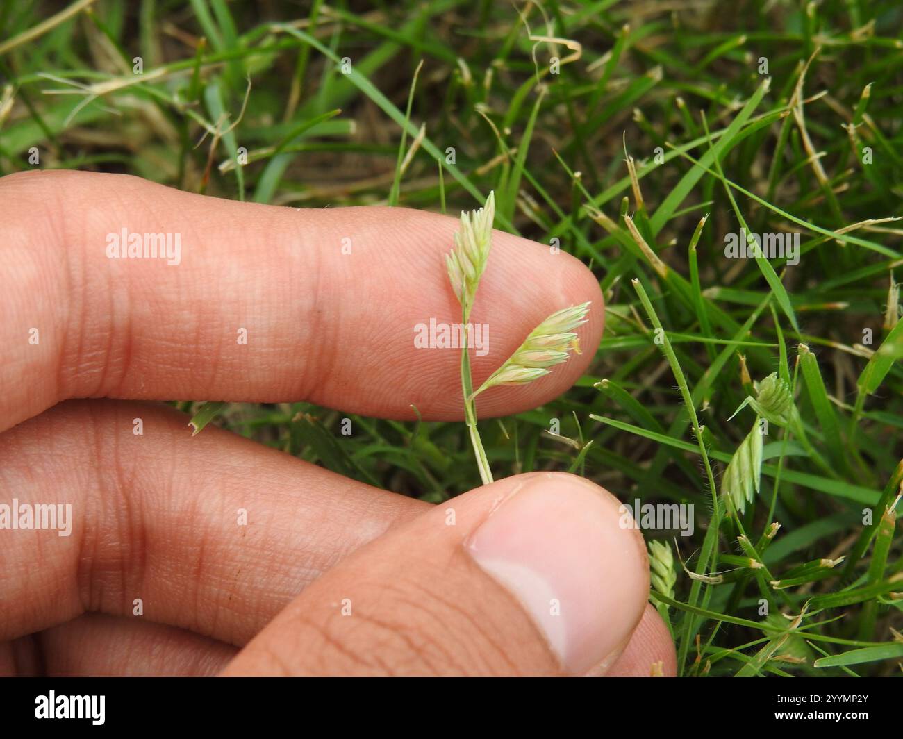 buffalograss (Bouteloua dactyloides Stock Photo - Alamy