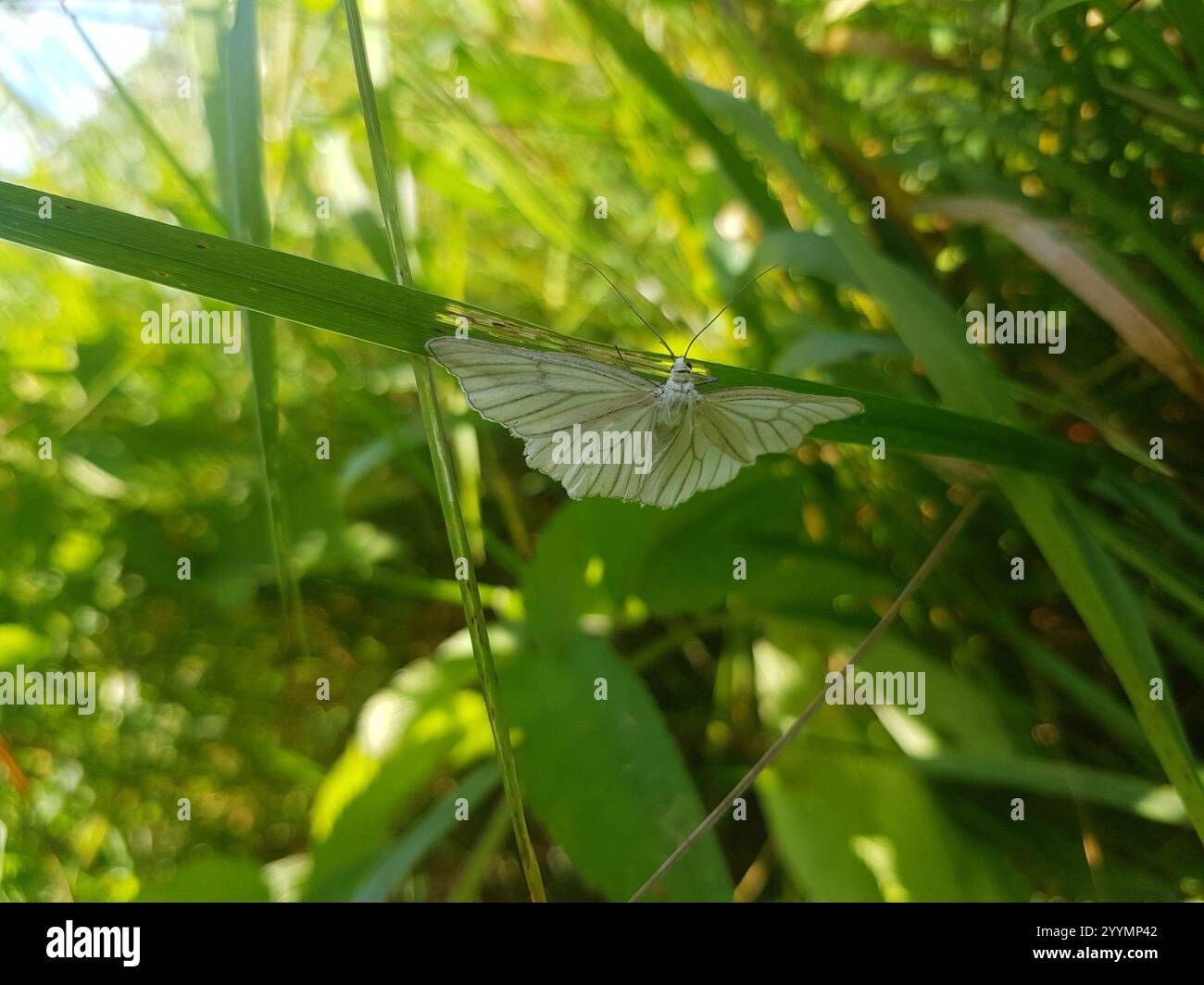 Black-veined Moth (Siona lineata Stock Photo - Alamy