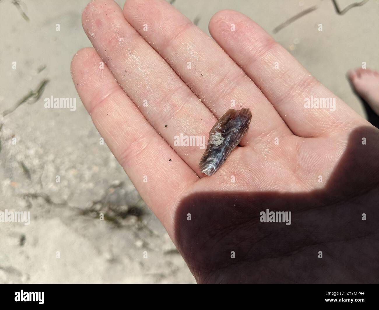 Stiff pen shell hi-res stock photography and images - Alamy