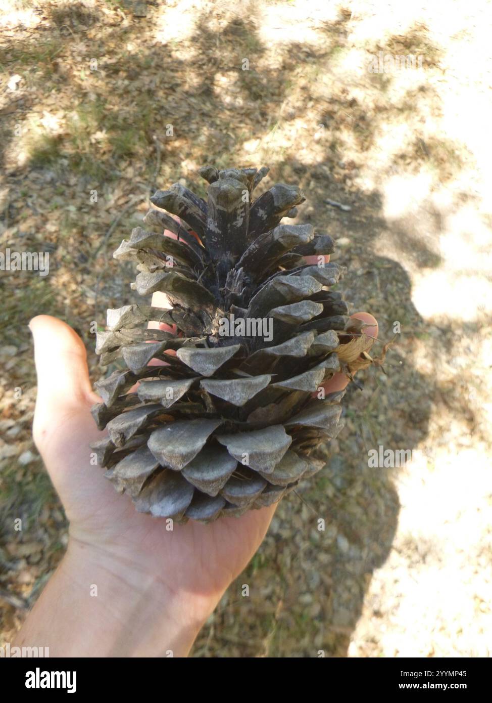 maritime pine (Pinus pinaster Stock Photo - Alamy
