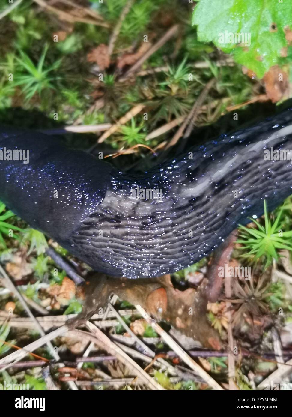 Ash-black Slug (Limax cinereoniger Stock Photo - Alamy