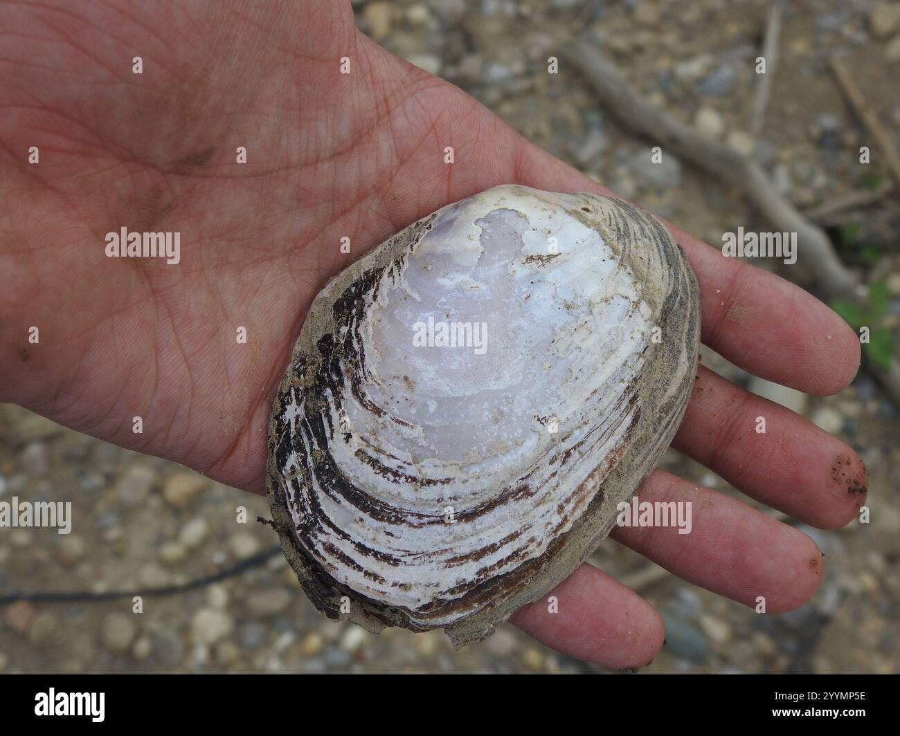 Pink Heelsplitter (Potamilus alatus Stock Photo - Alamy