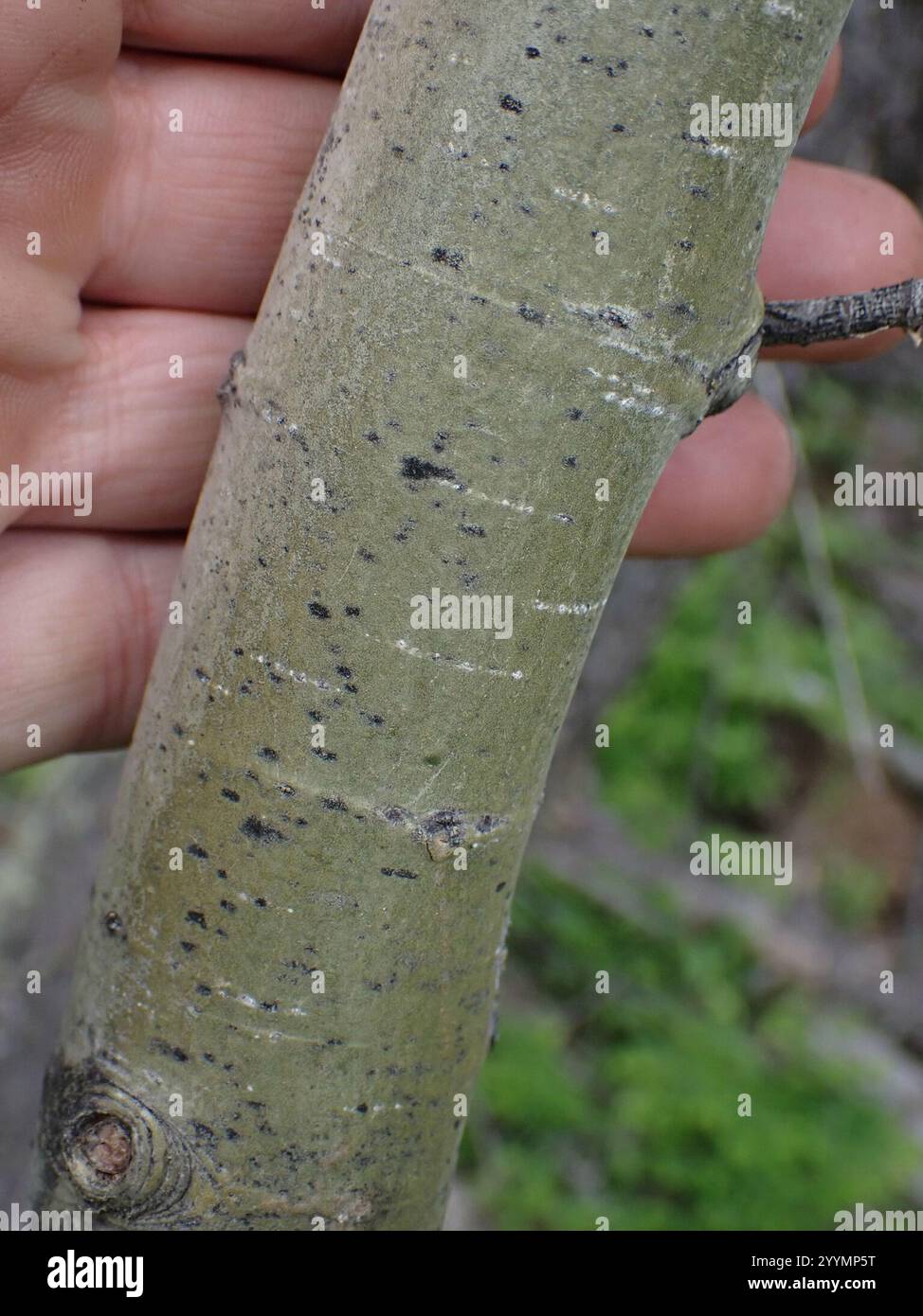 quaking aspen (Populus tremuloides Stock Photo - Alamy