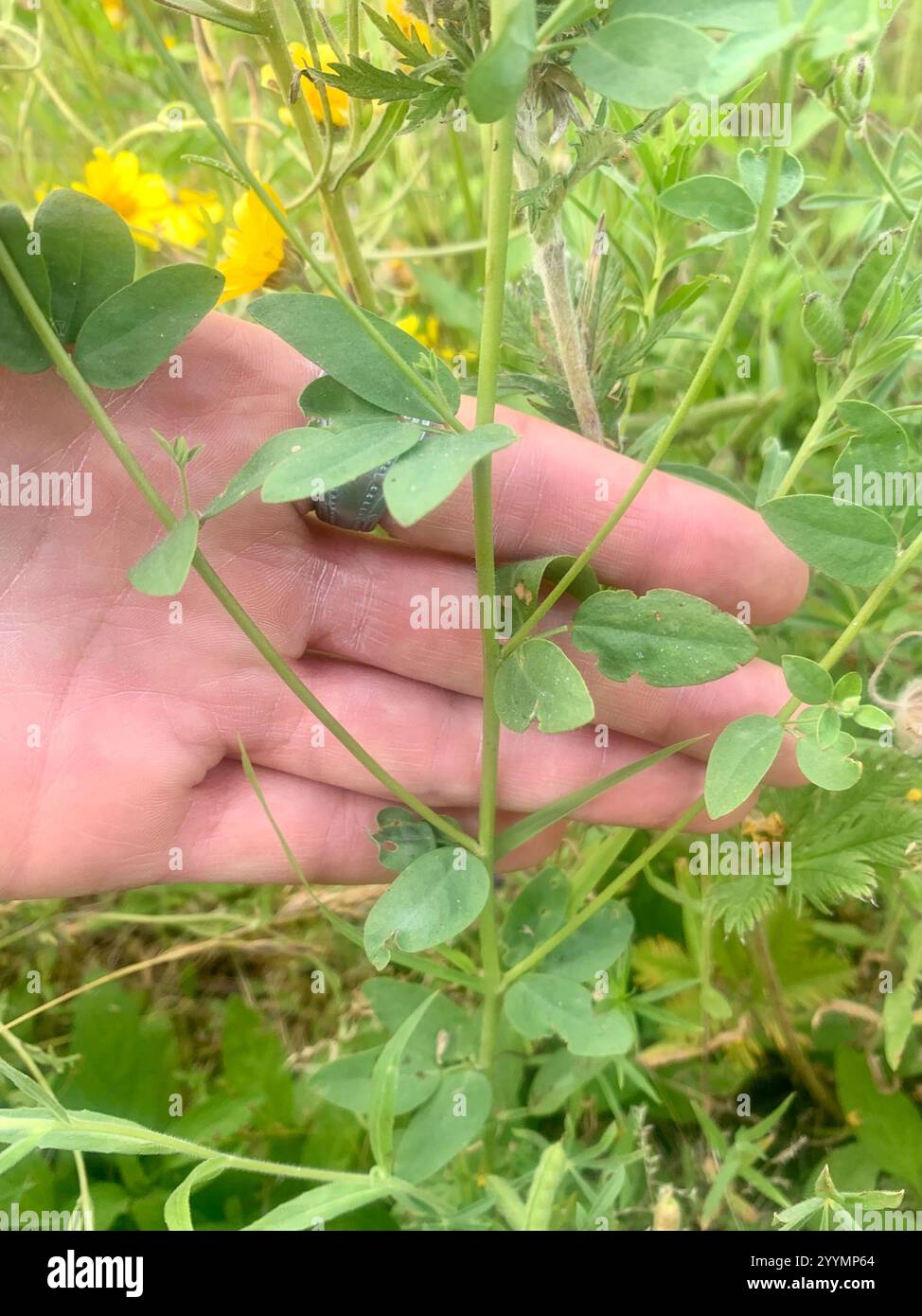 Spanish clover (Acmispon americanus Stock Photo - Alamy
