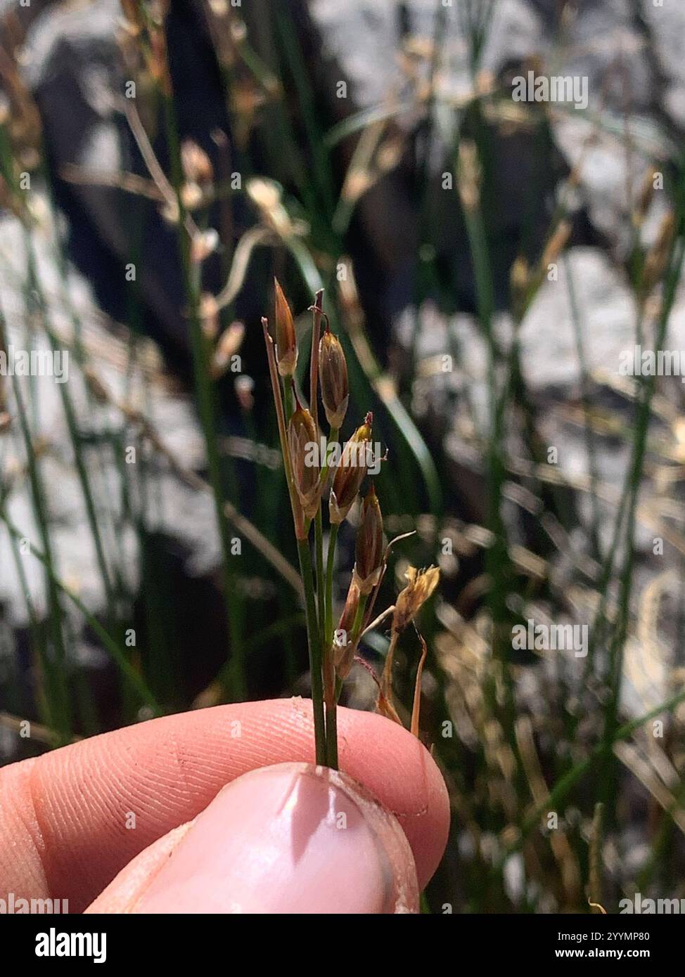 grasses, sedges, cattails, and allies (Poales Stock Photo - Alamy