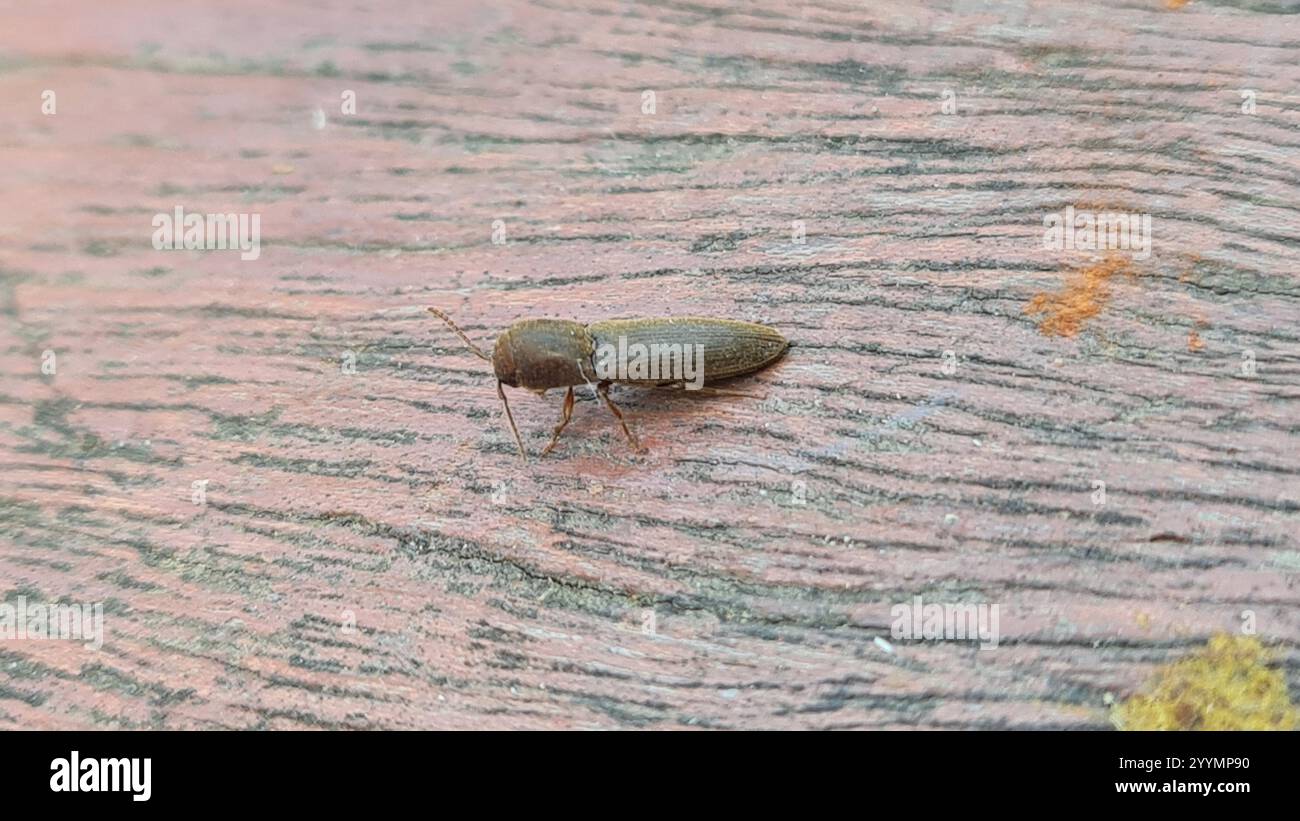 False Click Beetles (Eucnemidae Stock Photo - Alamy