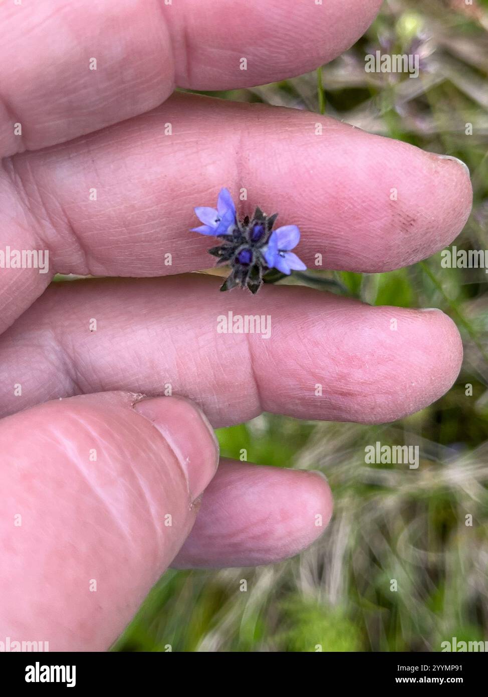 American alpine speedwell (Veronica wormskjoldii Stock Photo - Alamy
