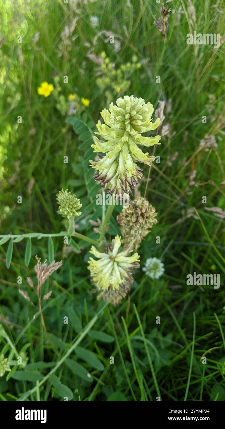 Canadian milkvetch (Astragalus canadensis Stock Photo - Alamy