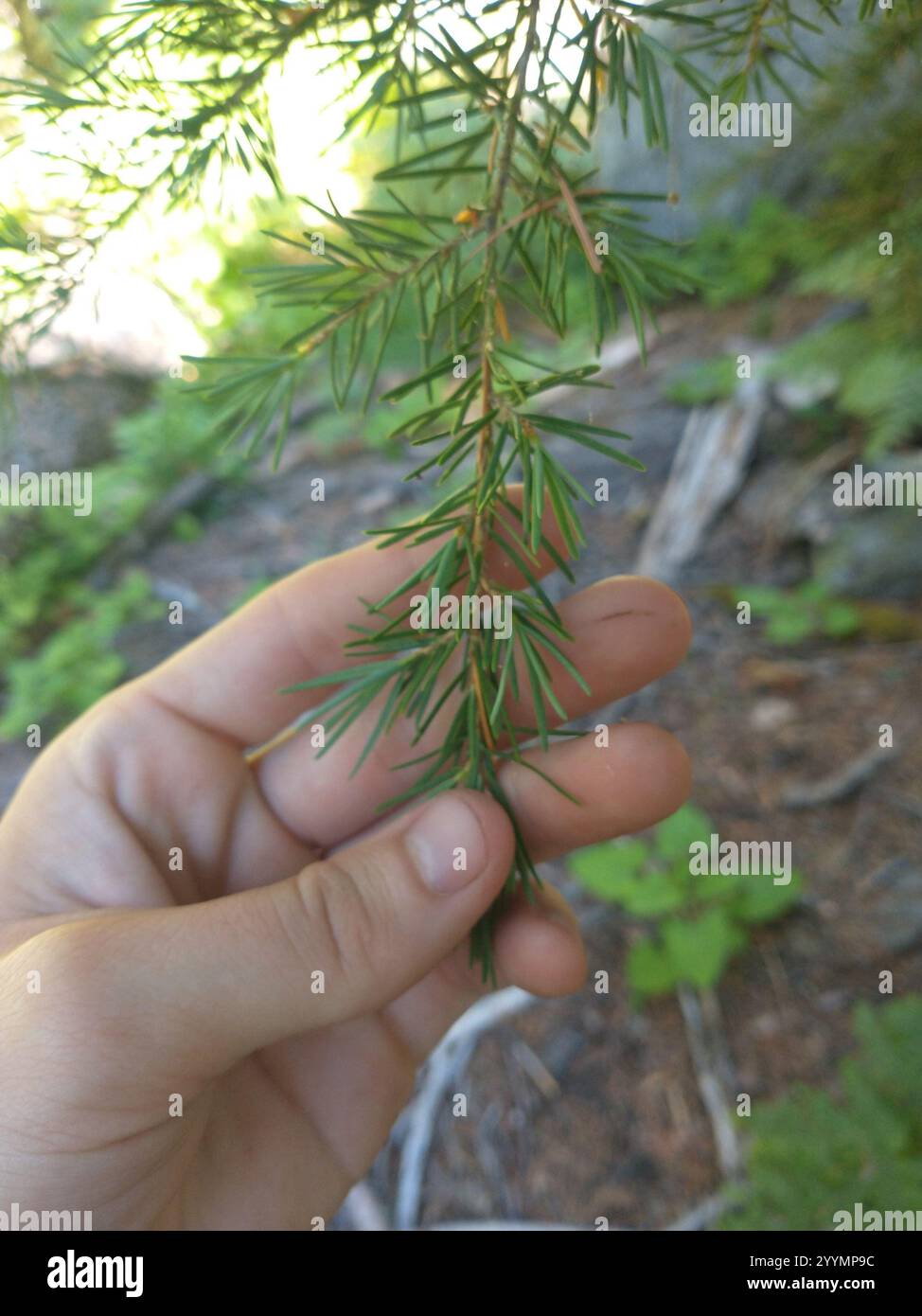 mountain hemlock (Tsuga mertensiana Stock Photo - Alamy